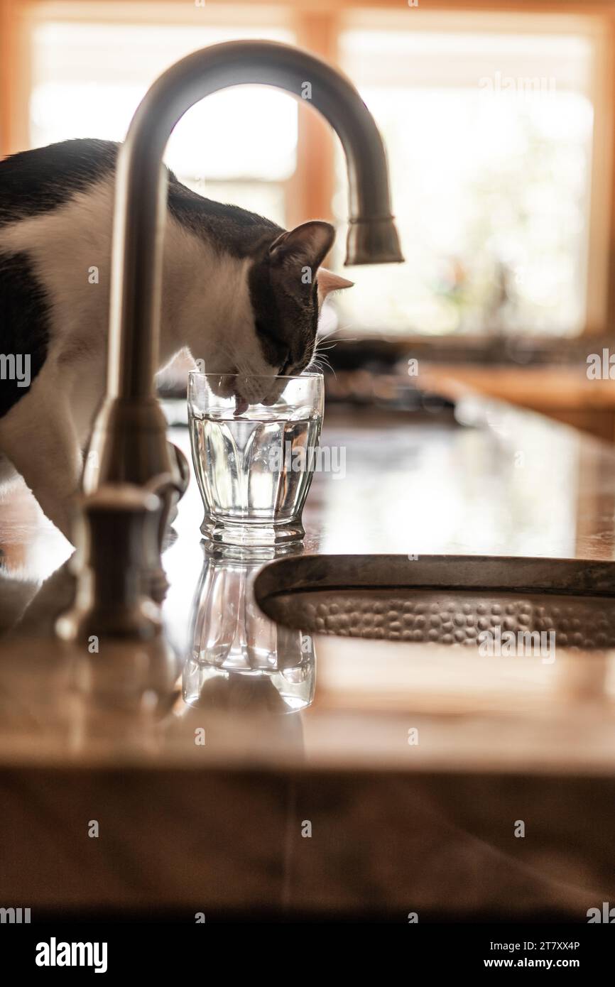 Kitchen counter cat hi-res stock photography and images - Alamy