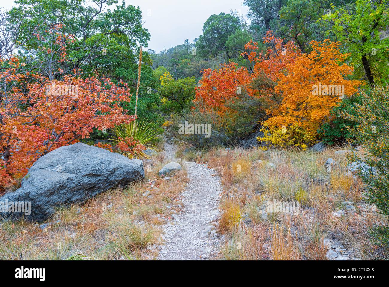 Fall Foliage on The Dry Wash of Devils Hall Trail, Guadalupe Mountains ...
