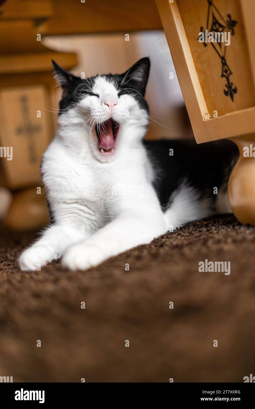 Handsome Dapper Expression House Cat Portrait Funny Face Yawn Stock ...