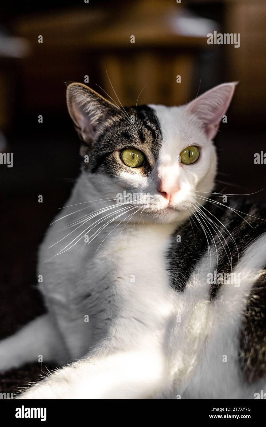 Cat Cool Face Pattern Stock Photo - Alamy