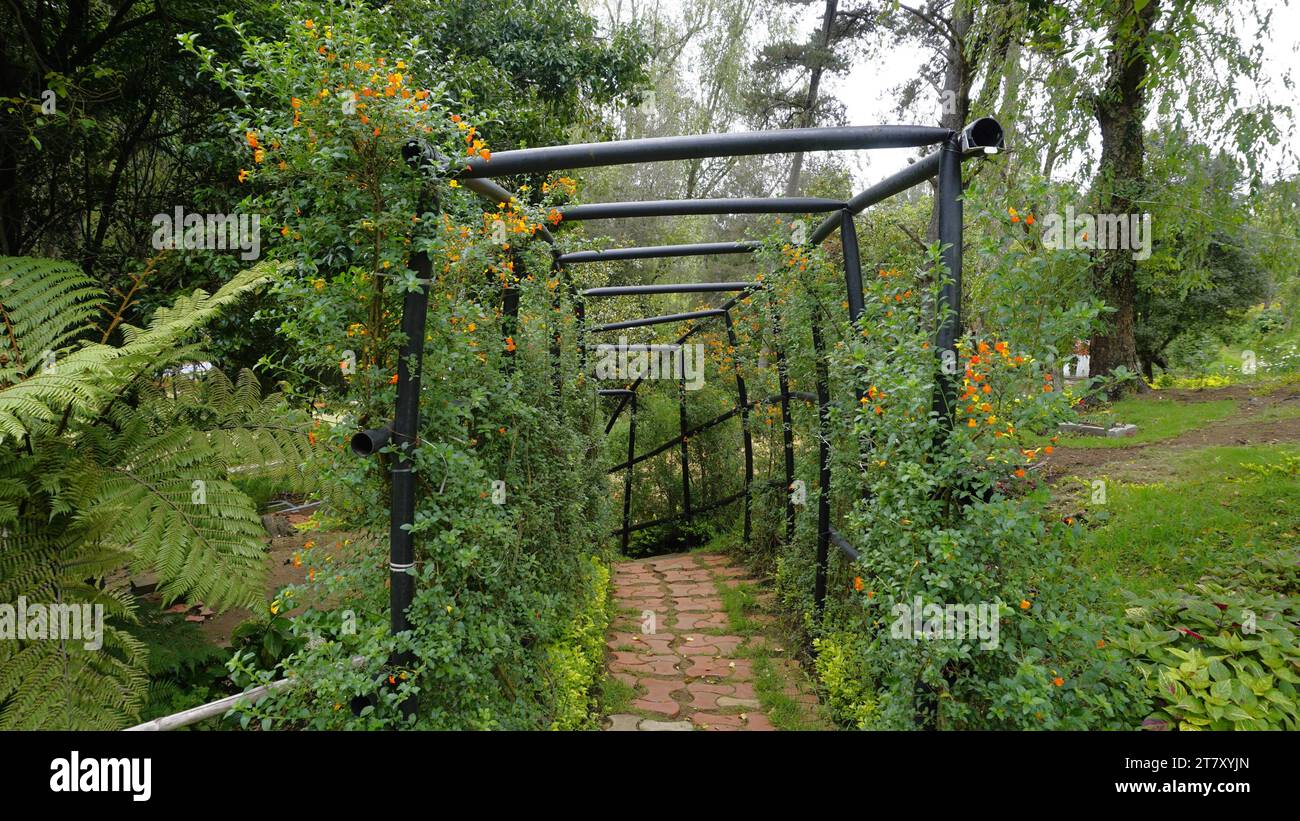 Beautiful scenic garden of Kodaikanal Bryant Park. One of the must ...