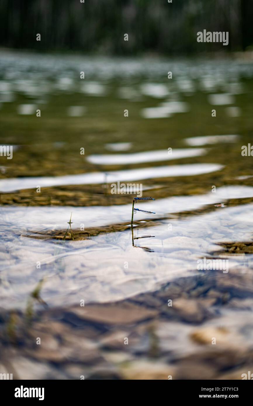 Pretty Blue Dragon Flies Landing Flying Mirror Lake Stock Photo - Alamy