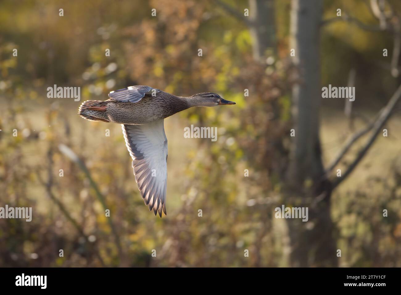 Female Mallard in flight Stock Photo - Alamy