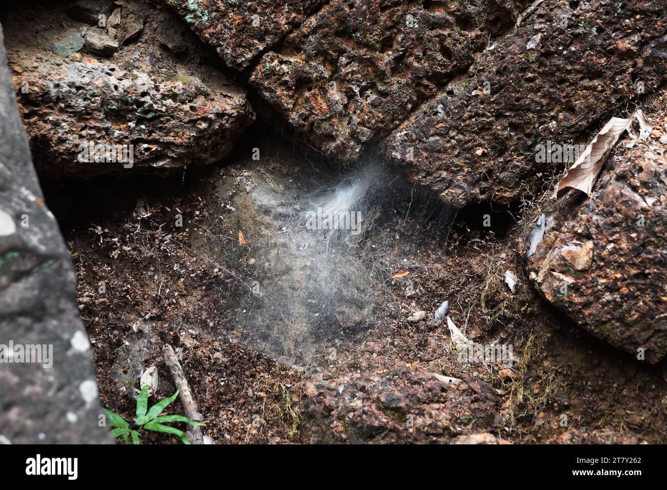 Spider nest stone hi-res stock photography and images - Alamy