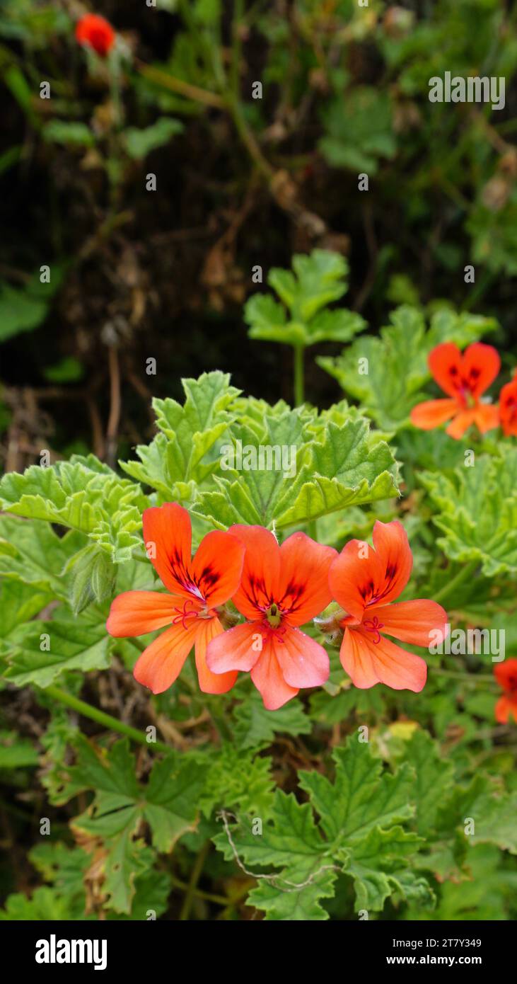Closeup of red colour flowers of Pelargonium panduriforme also known as ...