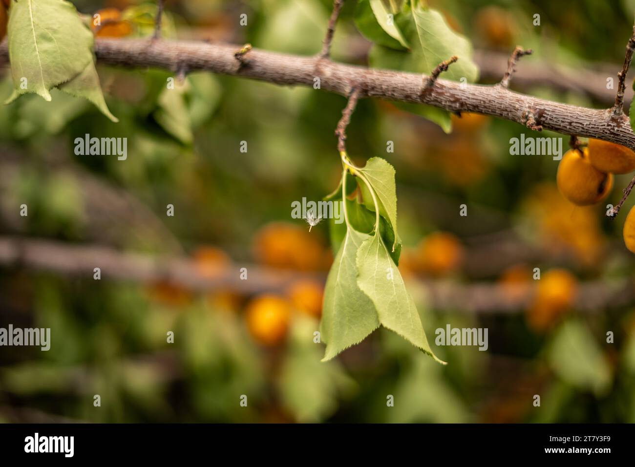 Floating food stand hi-res stock photography and images - Alamy