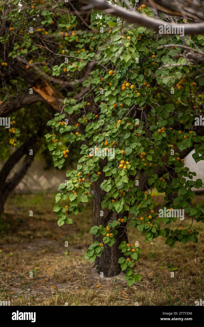 Fruit Orchard Apricot Tree Branch Stock Photo - Alamy