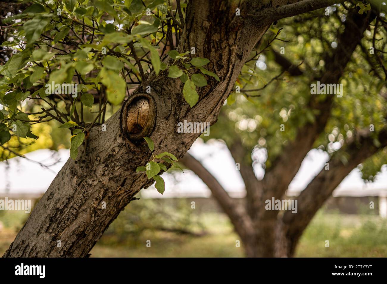Removed branch hi-res stock photography and images - Alamy