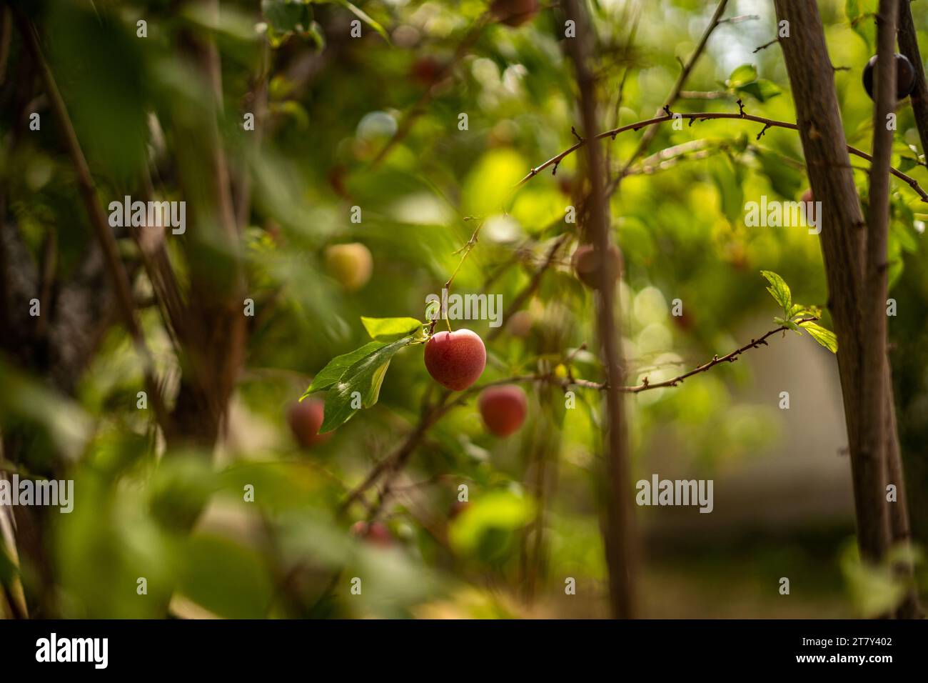 Tiny Apple Fruit Orchard Stock Photo - Alamy