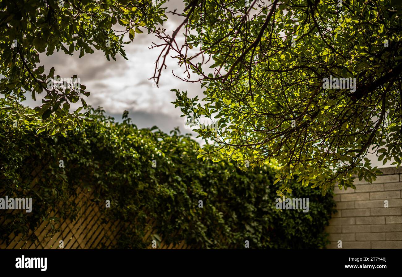 Vines growing over building hi-res stock photography and images - Alamy