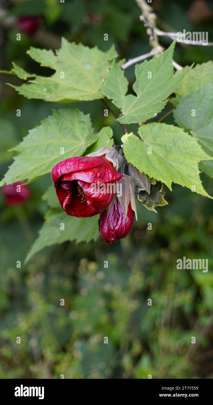 Closeup of maroon colour flower of Callianthe picta also known as ...