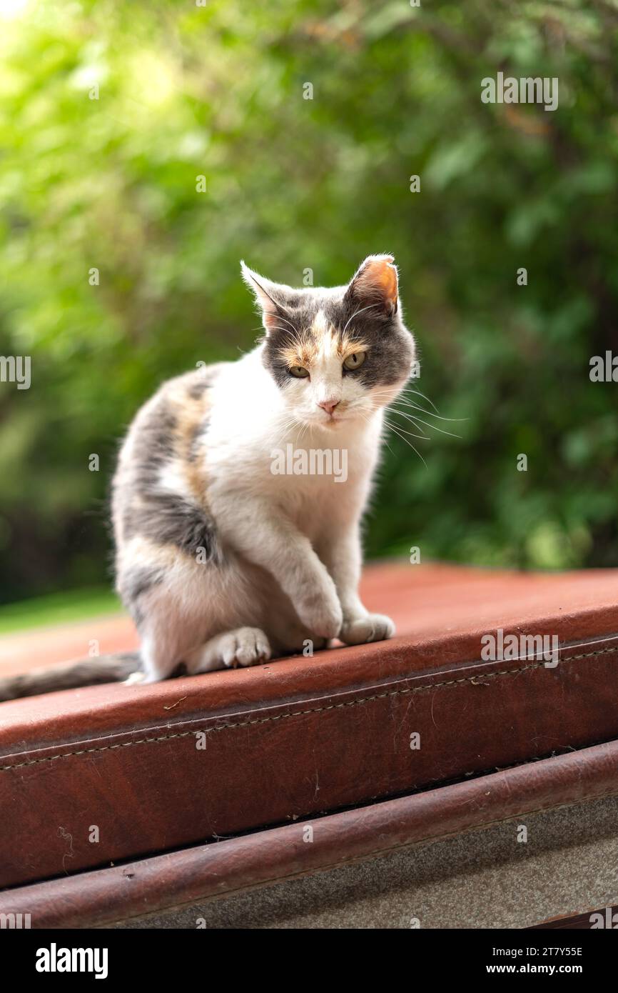 Scowling Cranky Old Lady Tipped Ear Outdoor Alley Cat Villain Moment ...