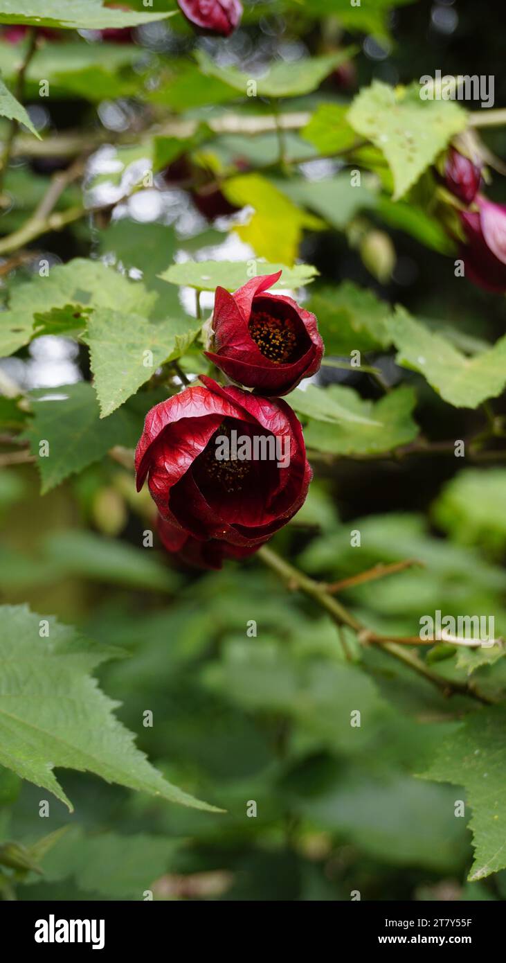 Closeup of maroon colour flower of Callianthe picta also known as ...