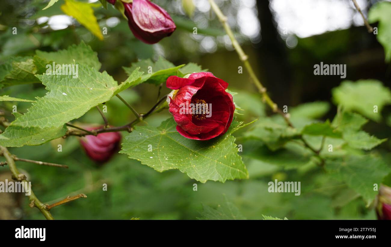 Closeup of maroon colour flower of Callianthe picta also known as ...