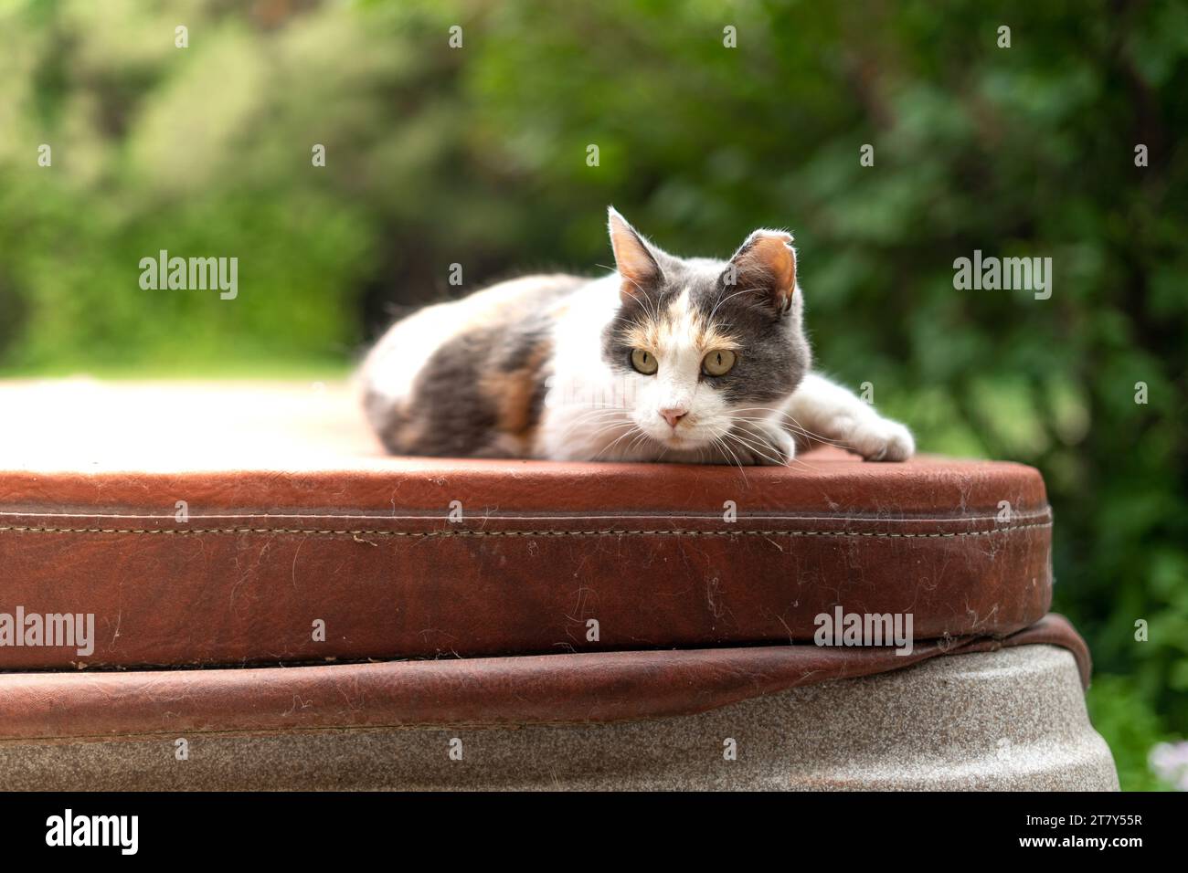 Tipped Ear Outdoor Alley Cat Adorable Round Face Stock Photo - Alamy