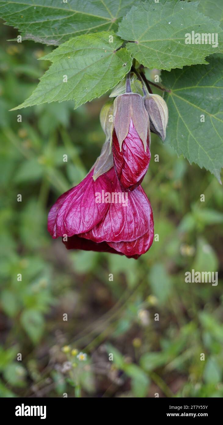Closeup of maroon colour flower of Callianthe picta also known as ...