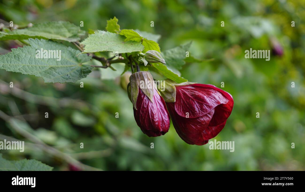 Closeup of maroon colour flower of Callianthe picta also known as ...