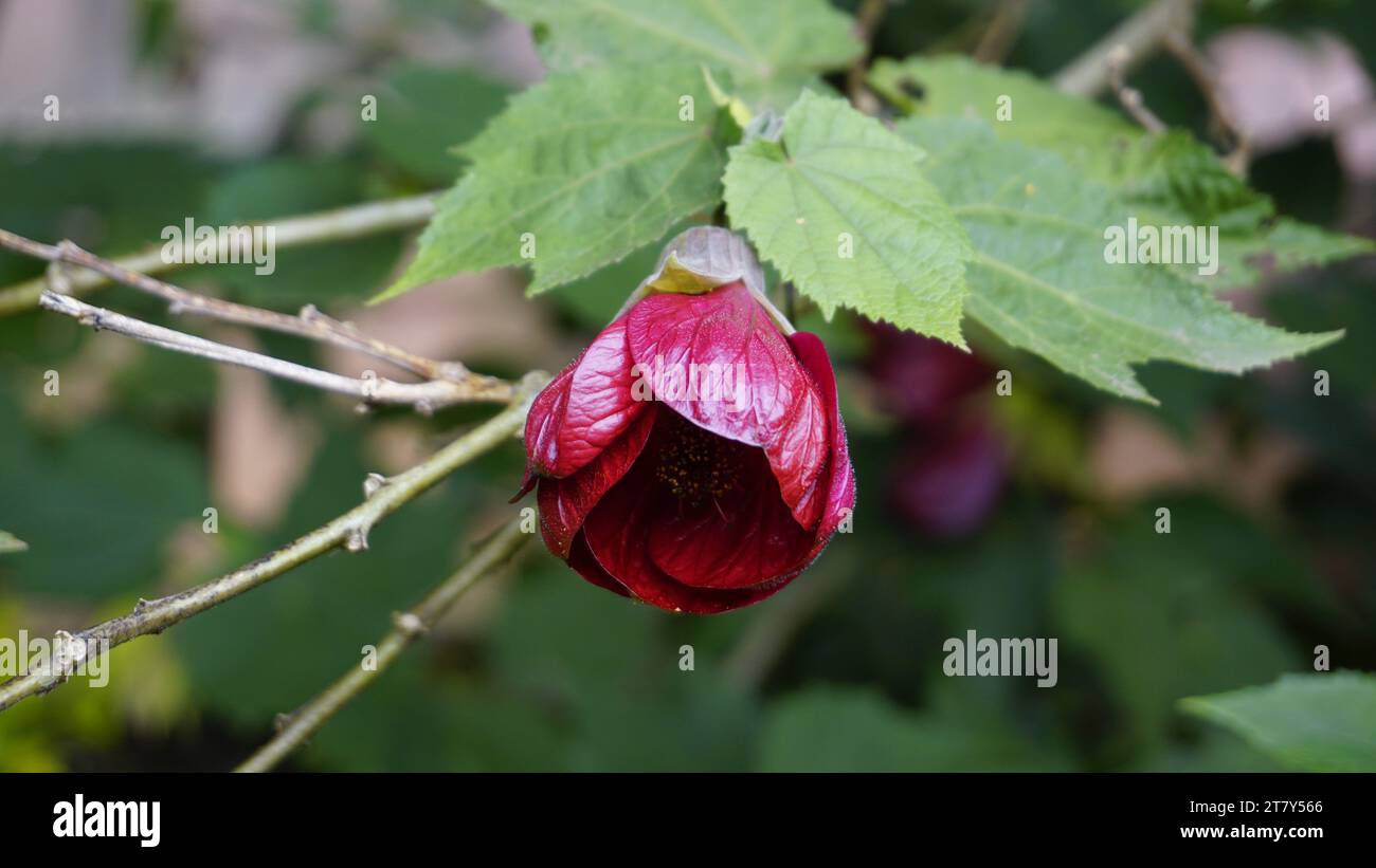 Closeup of maroon colour flower of Callianthe picta also known as ...