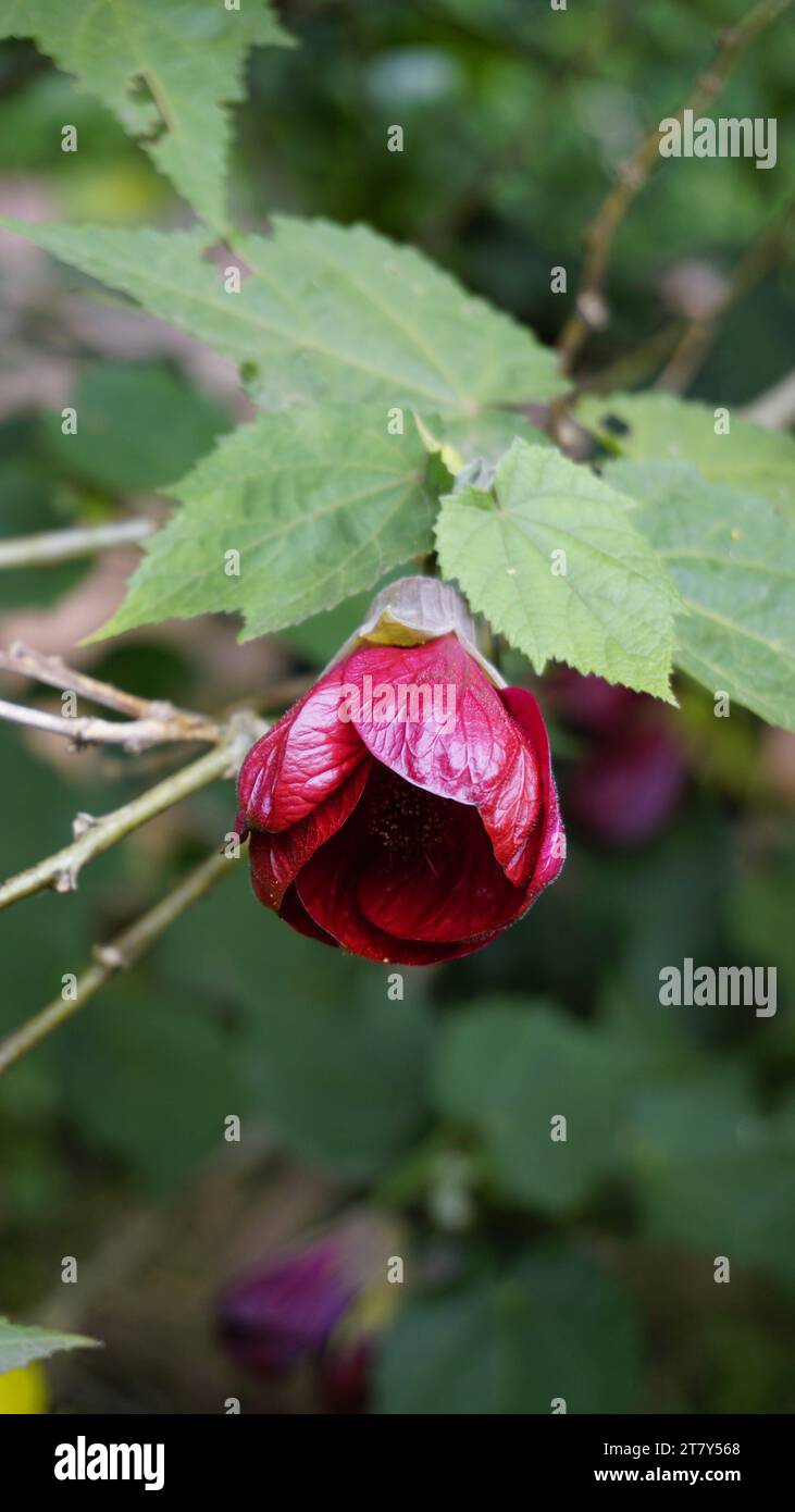 Closeup of maroon colour flower of Callianthe picta also known as ...