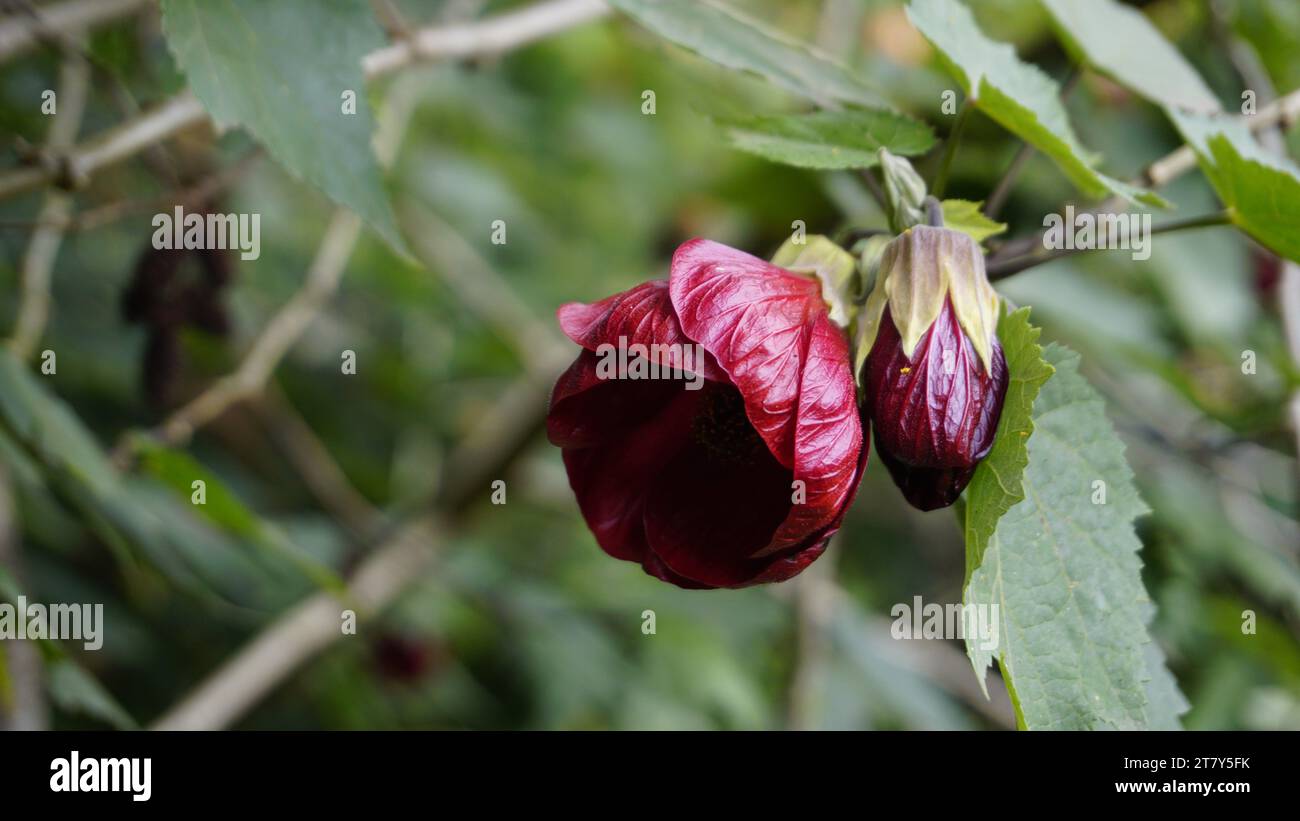Closeup of maroon colour flower of Callianthe picta also known as ...