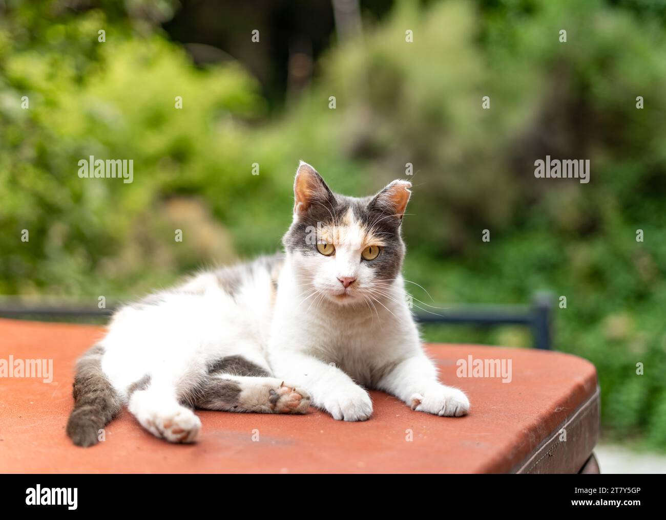 Adorable Round Face Tipped Ear Outdoor Alley Cat o Face Stock Photo - Alamy