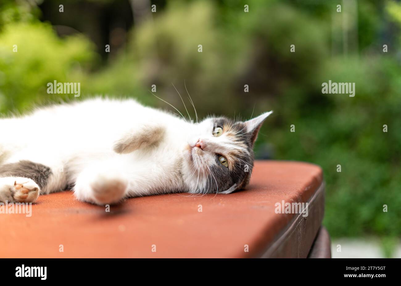 Back Scratching Funny Weird Tipped Ear Outdoor Alley Cat Stock Photo ...