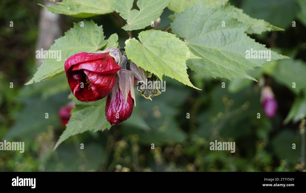 Closeup of maroon colour flower of Callianthe picta also known as ...