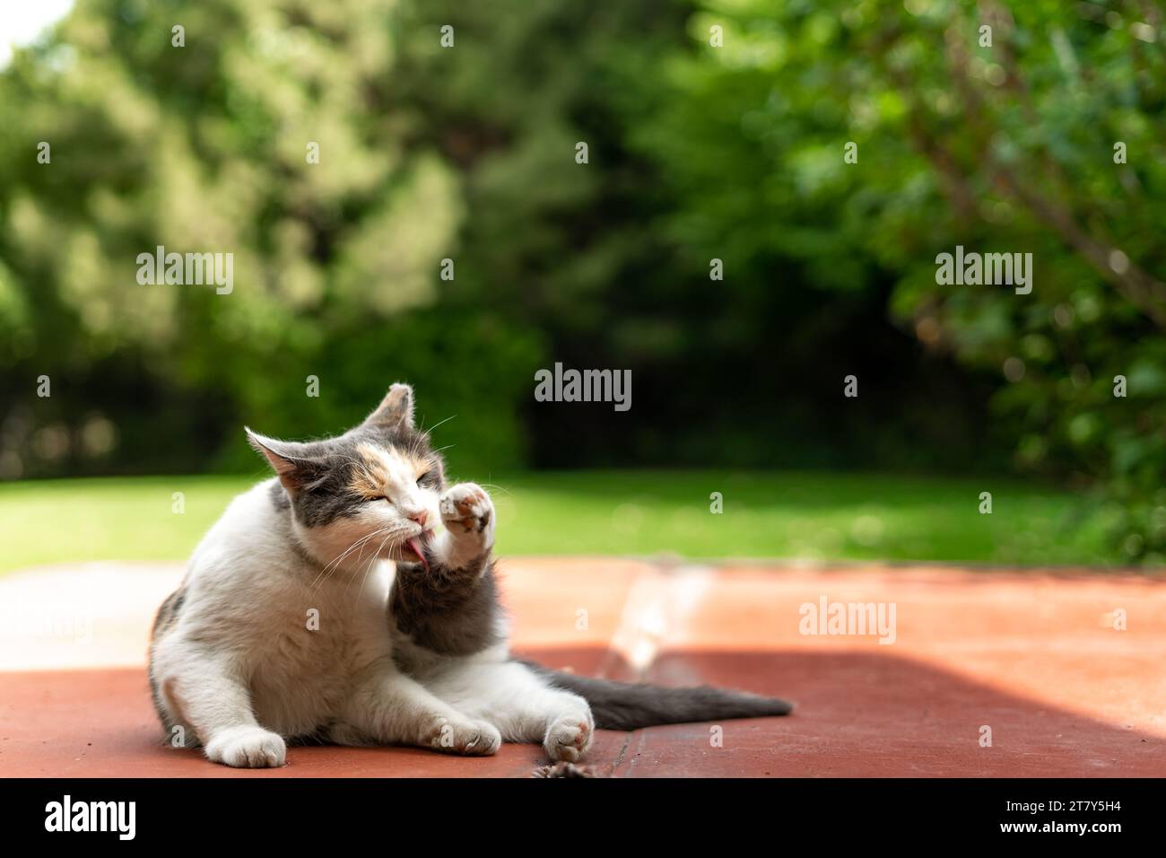 Adorable Cleaning Paws Grooming Tipped Ear Outdoor Alley Cat Stock ...