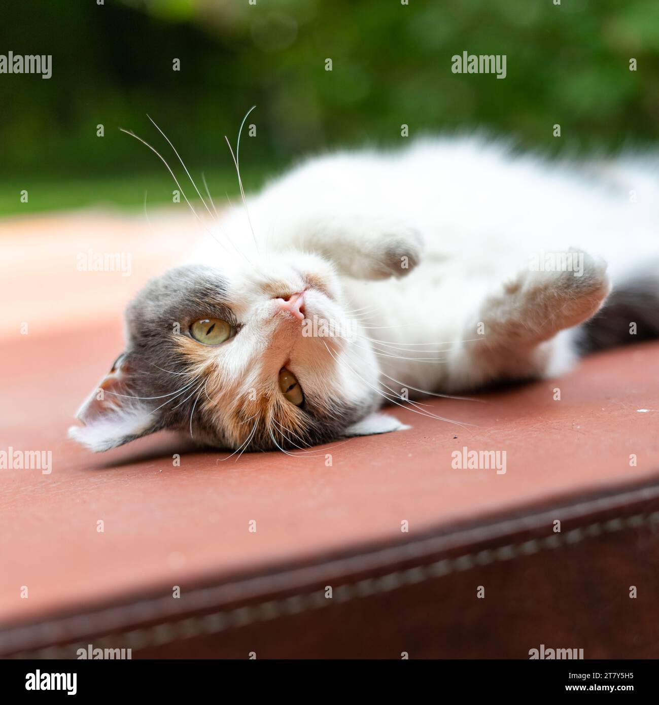 Rolling Concrete Tipped Ear Outdoor Alley Cat Stock Photo - Alamy