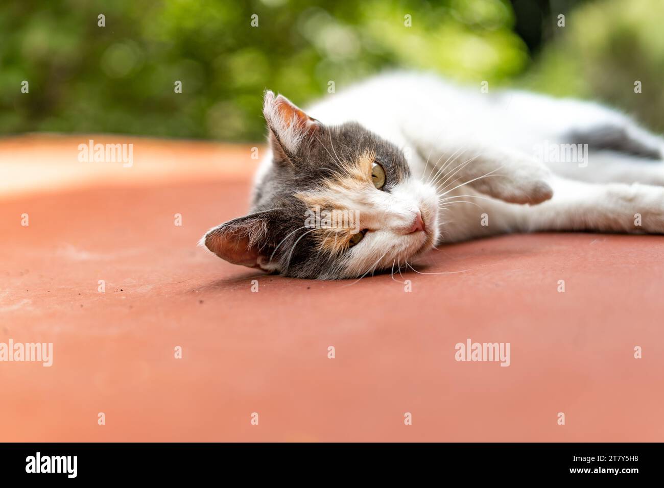Itchy Tipped Ear Outdoor Alley Cat Stock Photo - Alamy