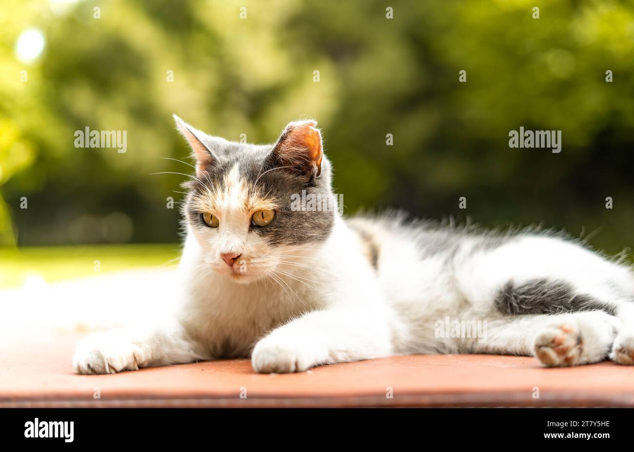 Warm Portrait Tipped Ear Outdoor Alley Cat Stock Photo - Alamy