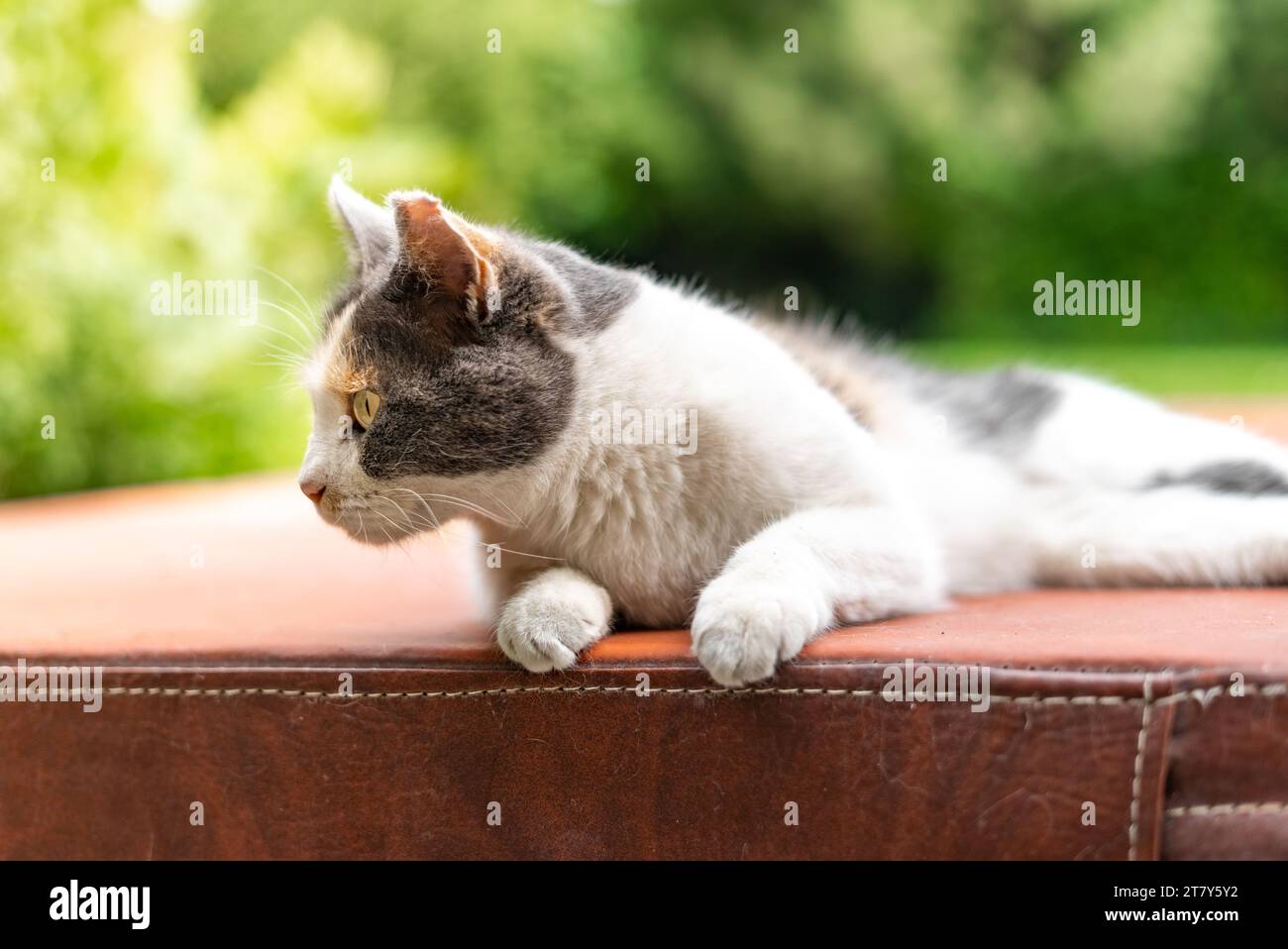 Side Profile Tipped Ear Outdoor Alley Cat Stock Photo - Alamy