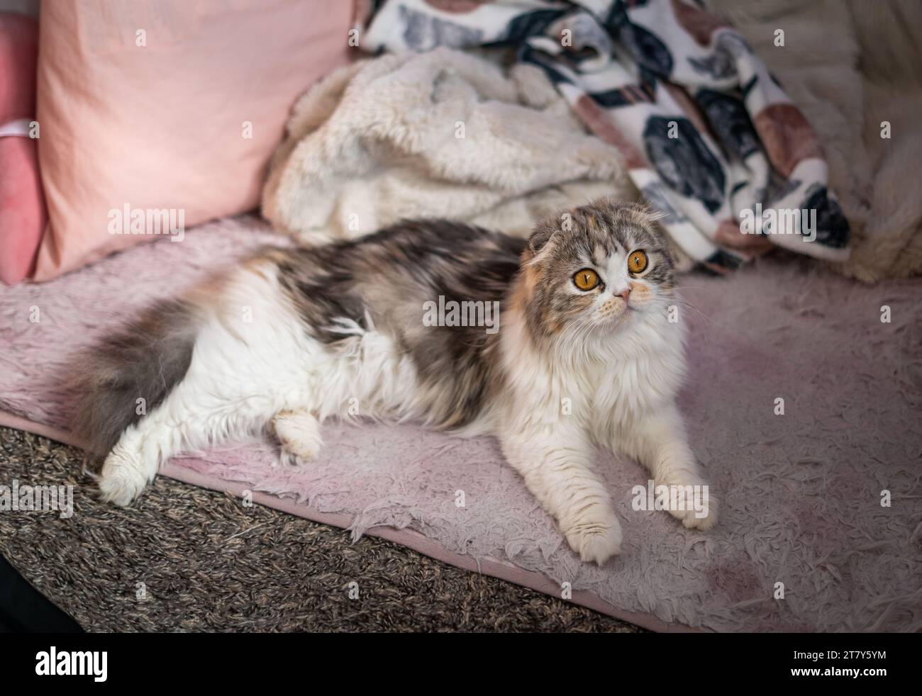 1 Year Scottish Fold Calico Stock Photo - Alamy