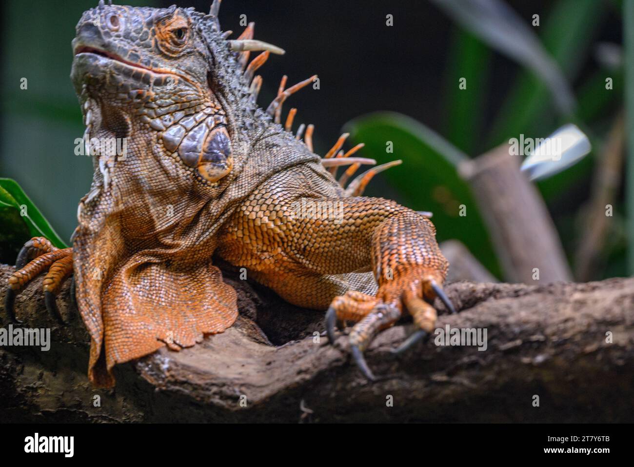 lizards and snakes in germany Stock Photo - Alamy