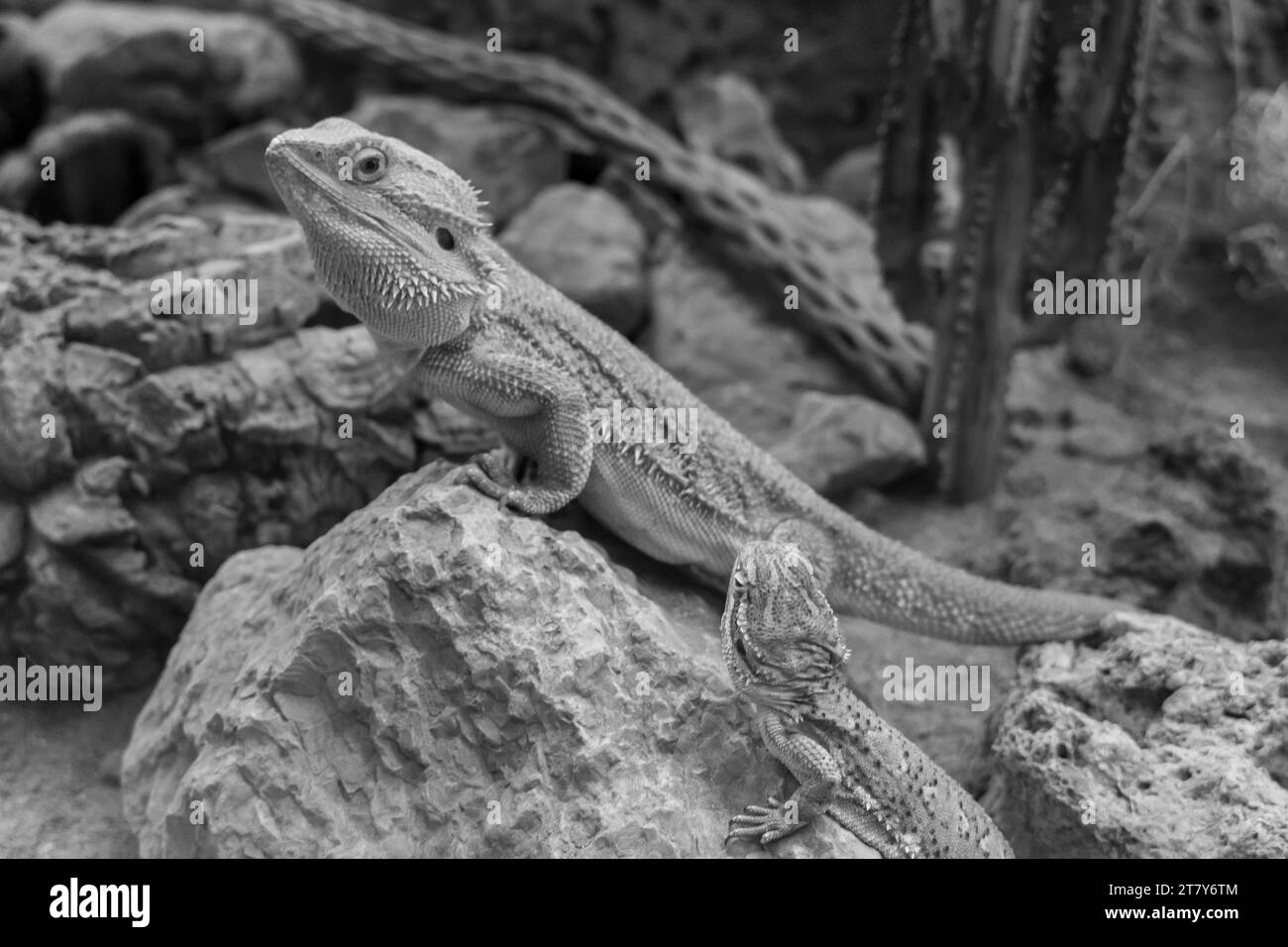 lizards and snakes in germany Stock Photo - Alamy