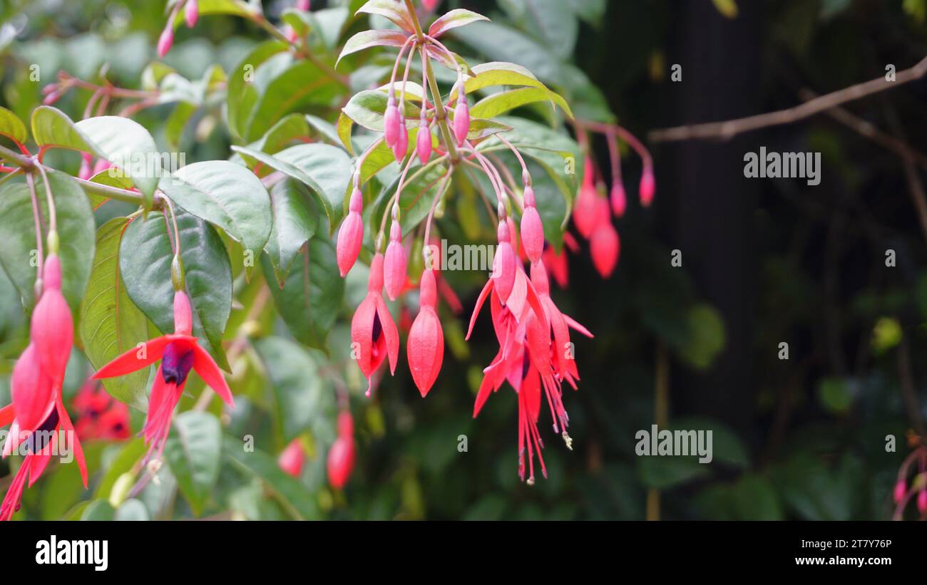 Closeup of flowers of Fuchsia magellanica also known as Hummingbird ...