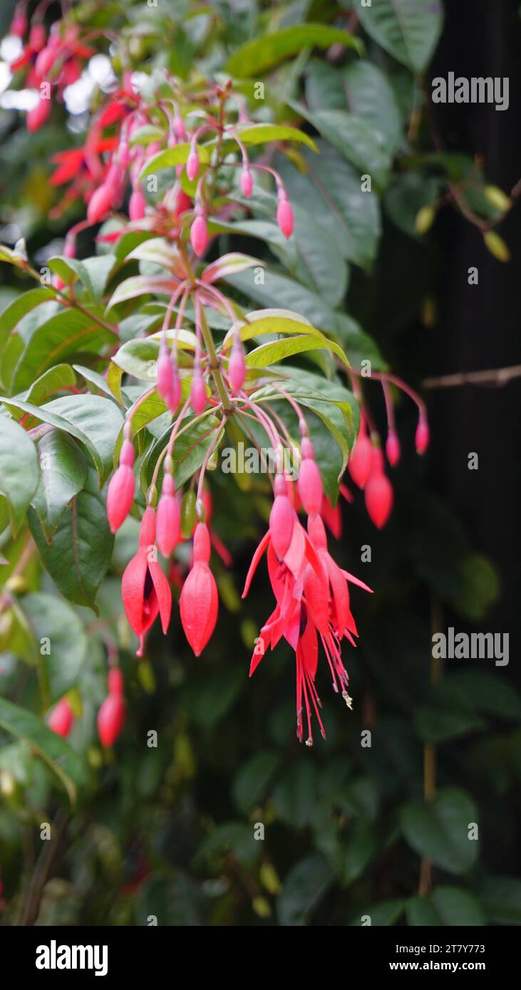 Closeup of flowers of Fuchsia magellanica also known as Hummingbird ...