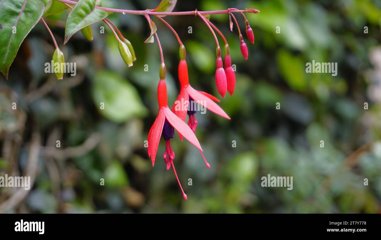 Closeup of flowers of Fuchsia magellanica also known as Hummingbird ...