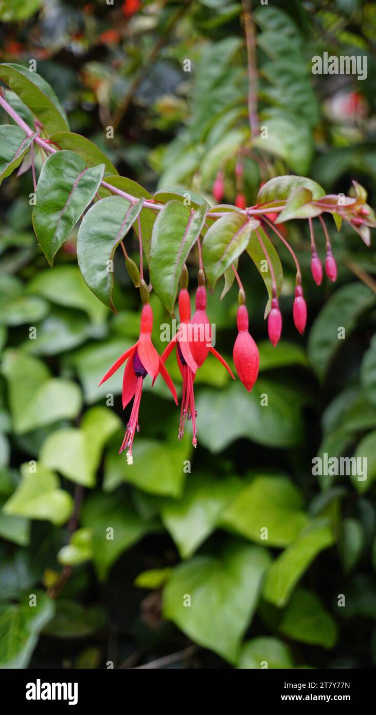 Closeup of flowers of Fuchsia magellanica also known as Hummingbird ...