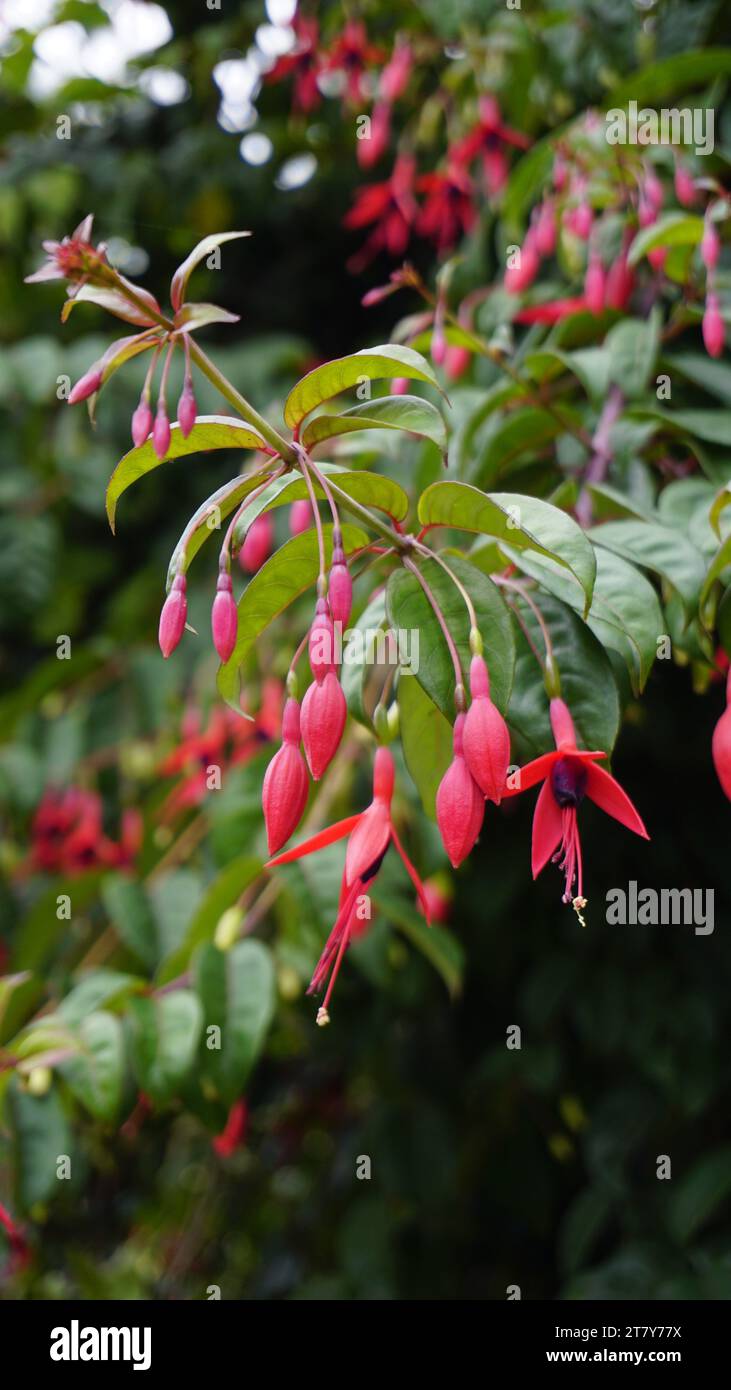 Closeup of flowers of Fuchsia magellanica also known as Hummingbird ...