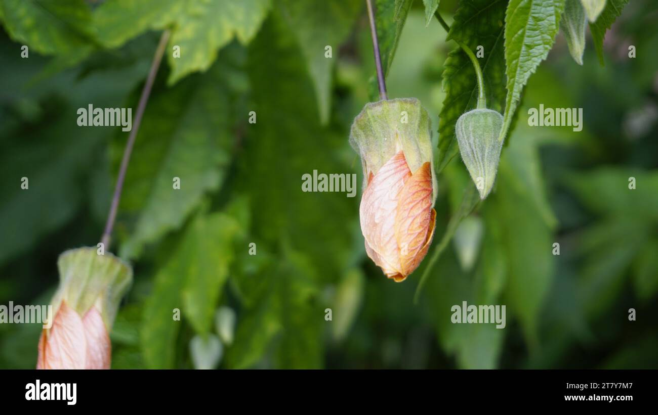 Closeup of flowers of Callianthe striata also known as Flowering maple ...