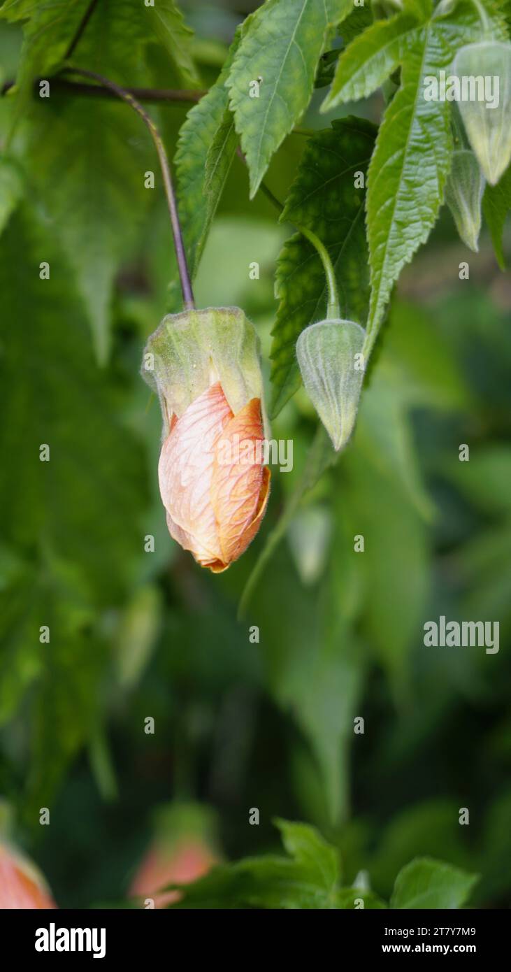 Closeup of flowers of Callianthe striata also known as Flowering maple ...