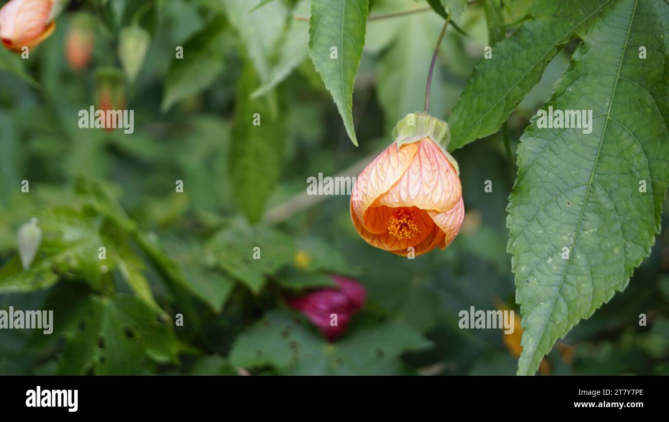 Closeup of flowers of Callianthe striata also known as Flowering maple ...