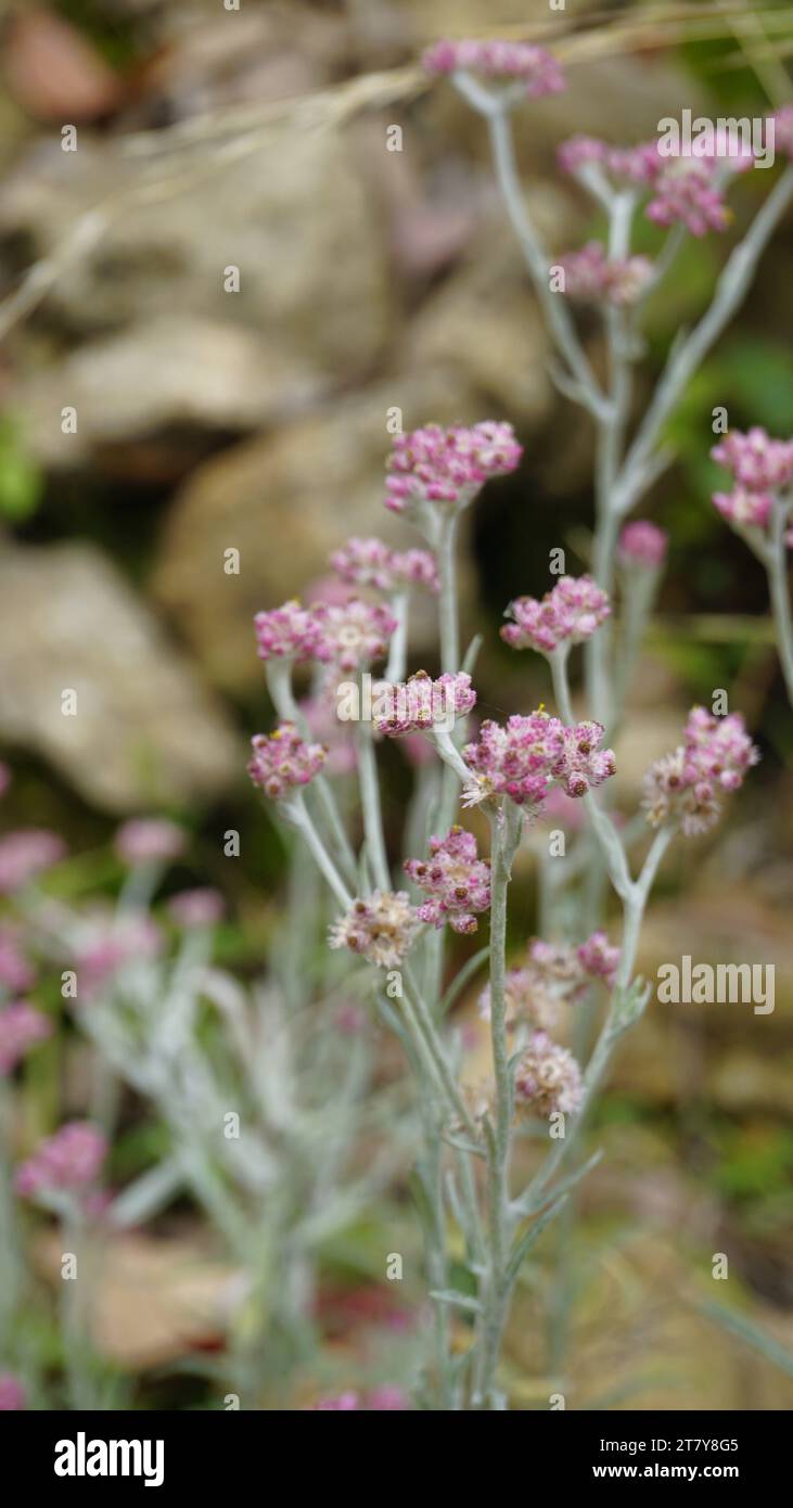 Closeup of flowers of Antennaria dioica also known as cats foot, rose ...