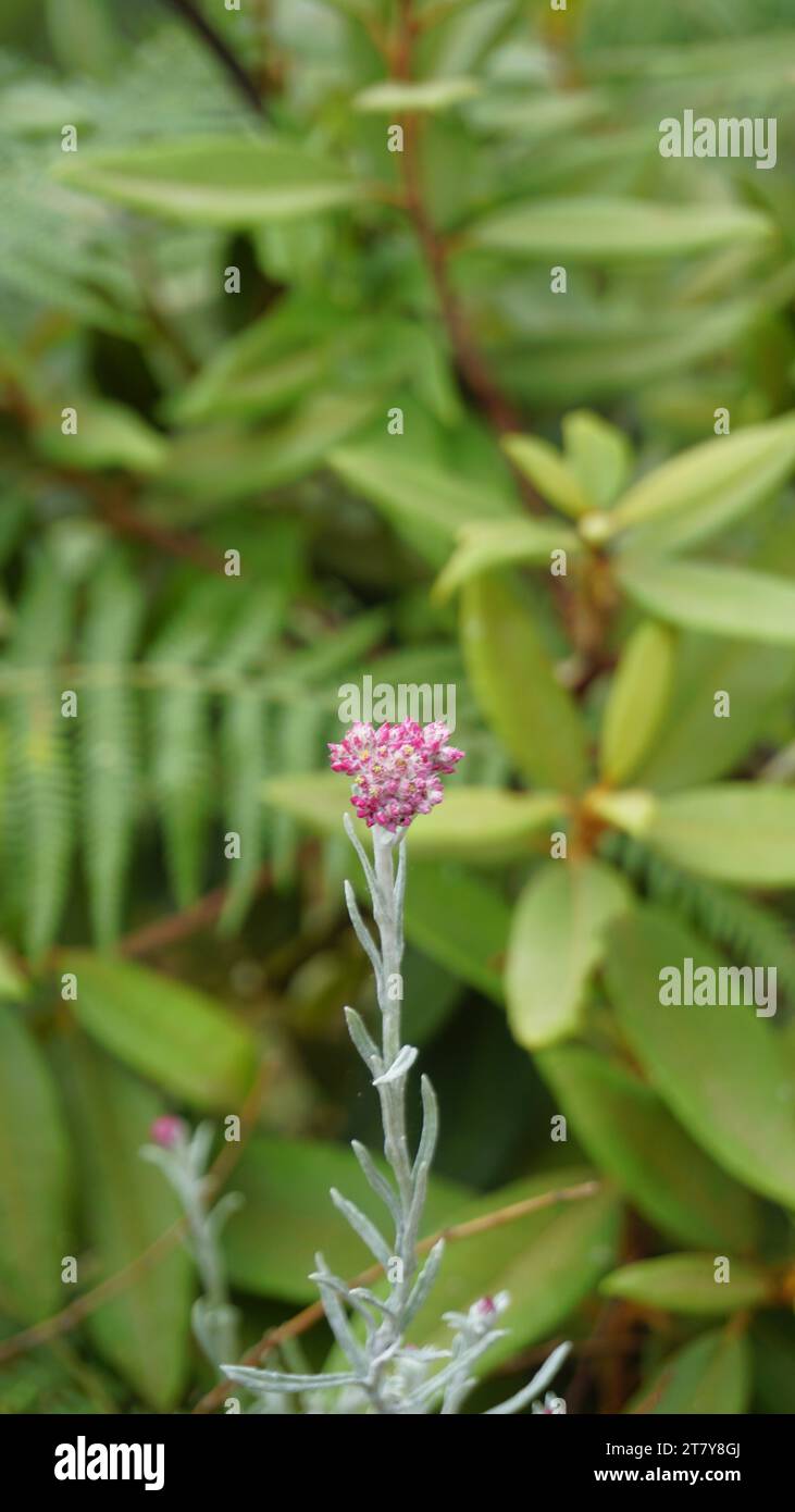 Closeup of flowers of Antennaria dioica also known as cats foot, rose ...