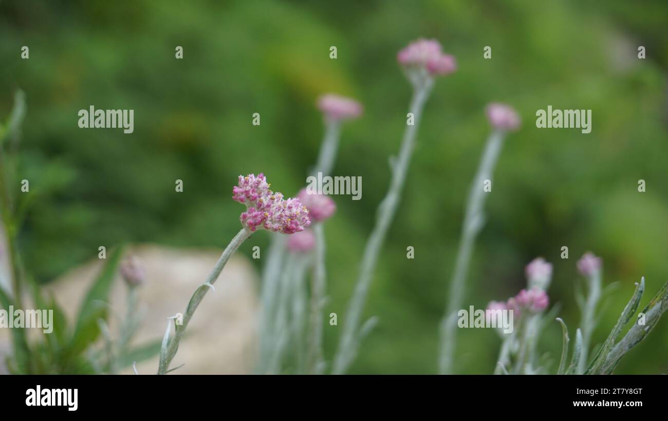 Closeup of flowers of Antennaria dioica also known as cats foot, rose ...