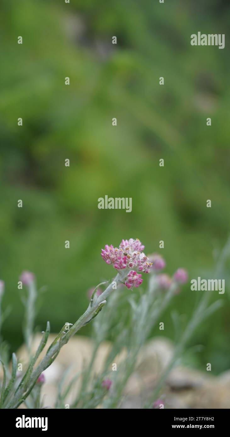 Closeup of flowers of Antennaria dioica also known as cats foot, rose ...