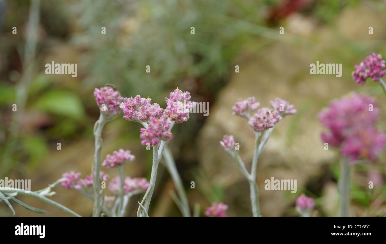 Closeup of flowers of Antennaria dioica also known as cats foot, rose ...