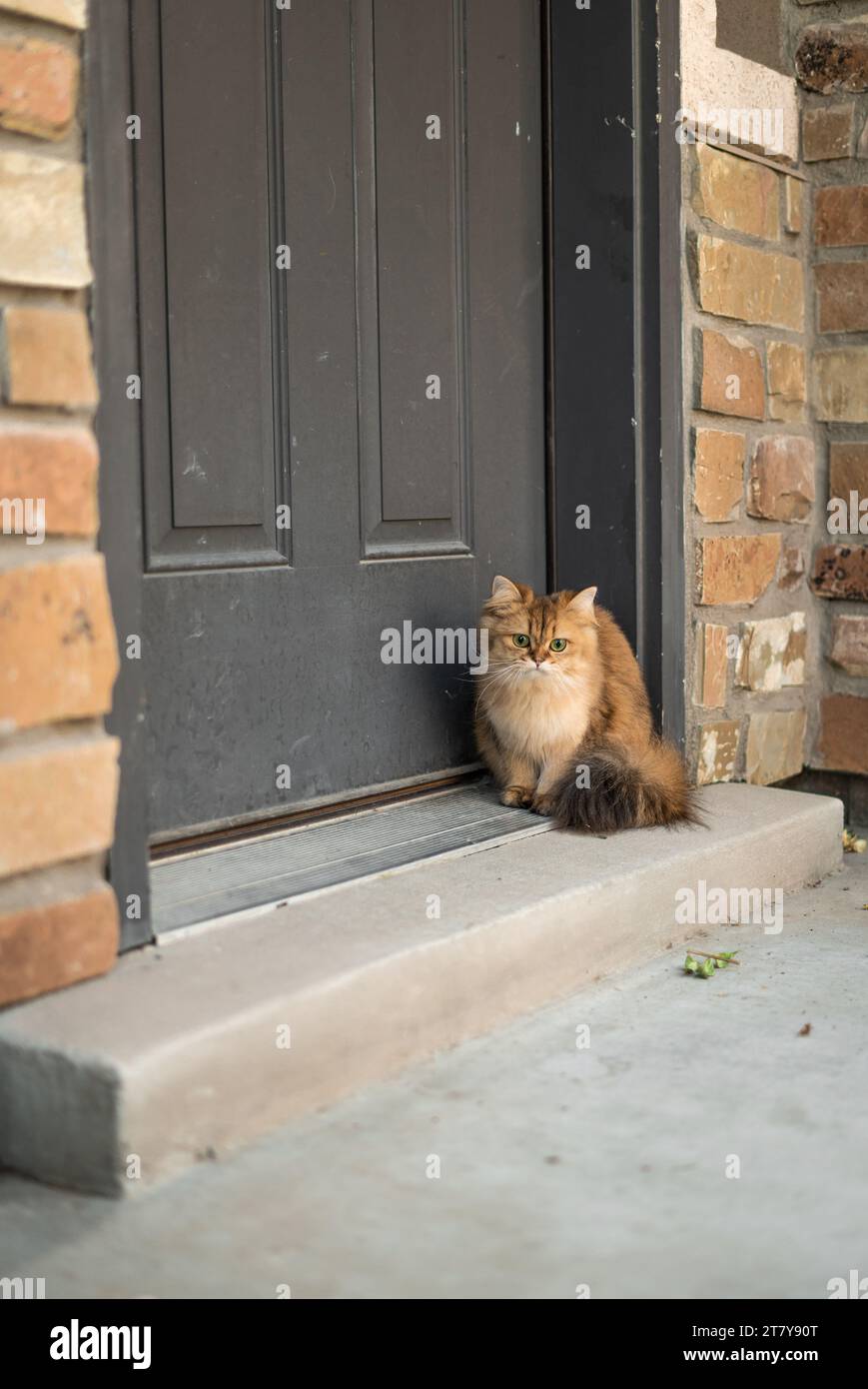 Squished Face Cat Waiting Outside Front Door Porch Patient Scared Stock ...