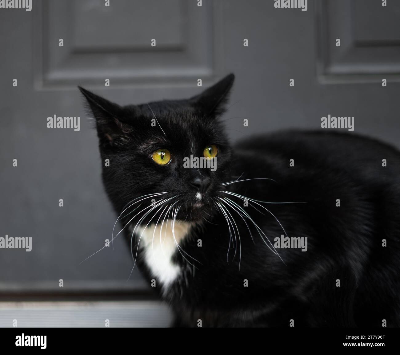 Close Up Adorable Tuxedo Cat White Dot on Nose Yellow Eyes Stock Photo ...
